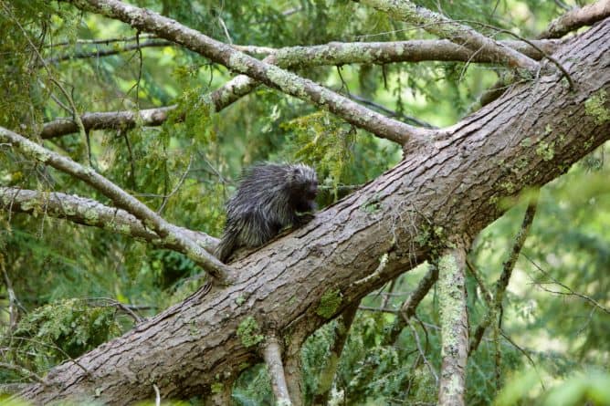 © Photo: Baby Porcupine, Dover Cocheco River Conservation ...