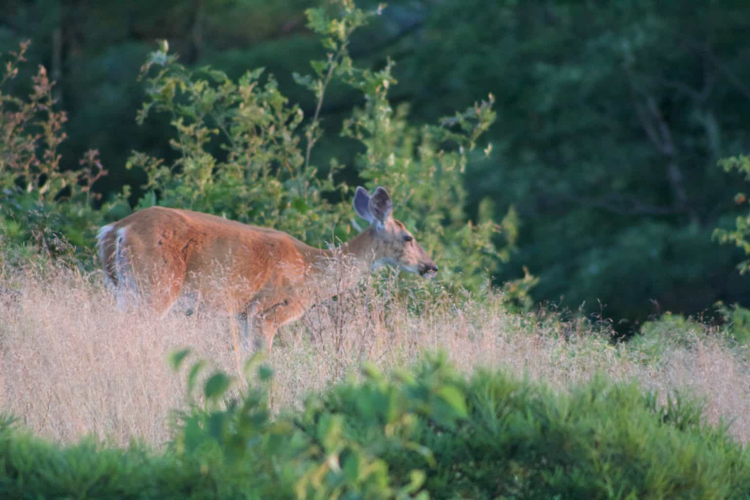 © Photo: Sharing the Sunset, Mt. Agamenticus | PortsmouthNH.com
