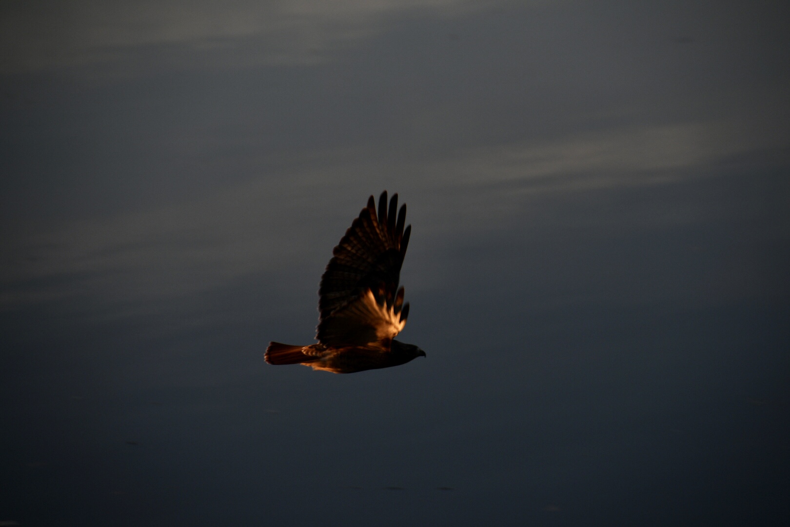 © Photo: Hawk at Sunset, Newington | PortsmouthNH.com